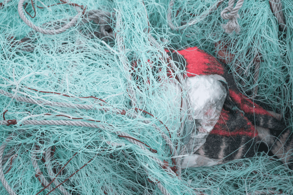 Color Combination Water Rope Tangle - Canva's Design Wiki