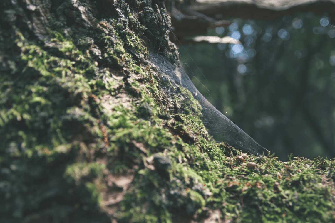 Color Combination Babbling Brook - Canva's Design Wiki