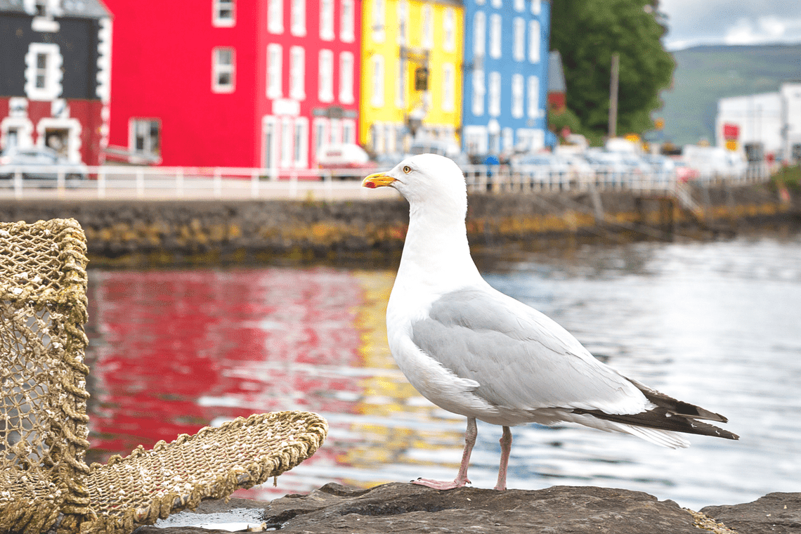 Color Combination Waiting Seagull - Canva's Design Wiki