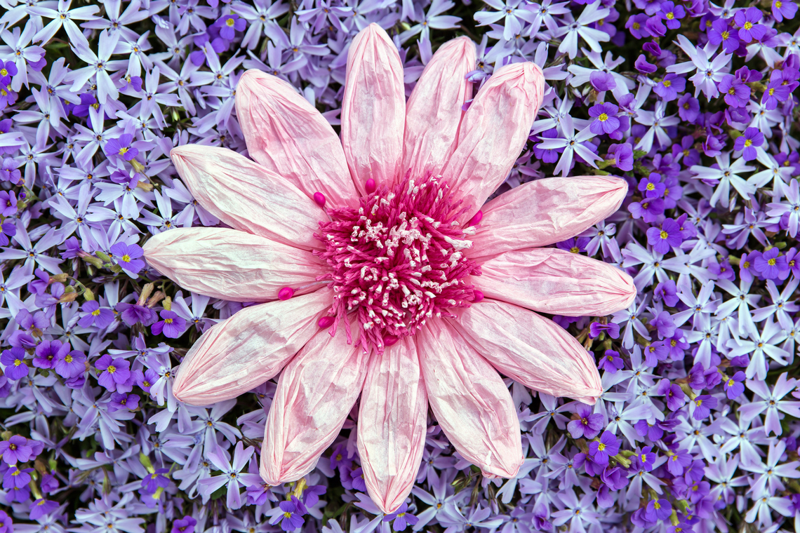 Color Combination Blush Paper Bloom - Canva's Design Wiki