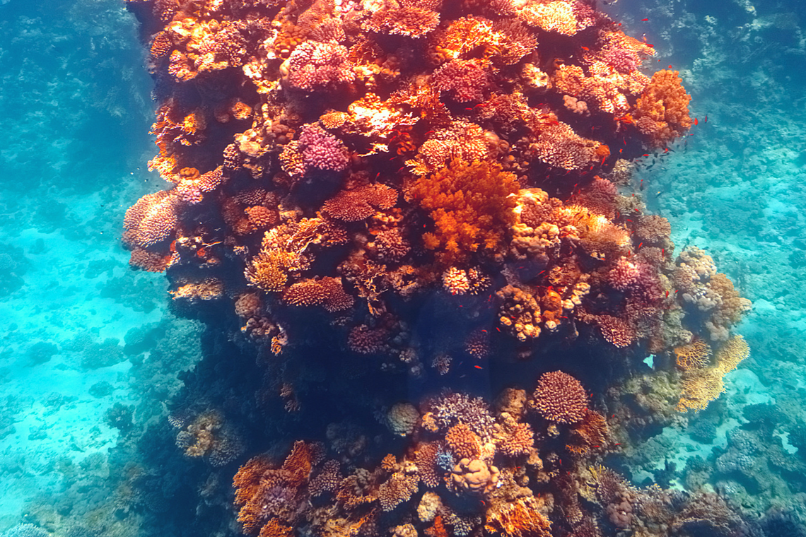 Color Combination Fiery Underwater Coral - Canva's Design Wiki