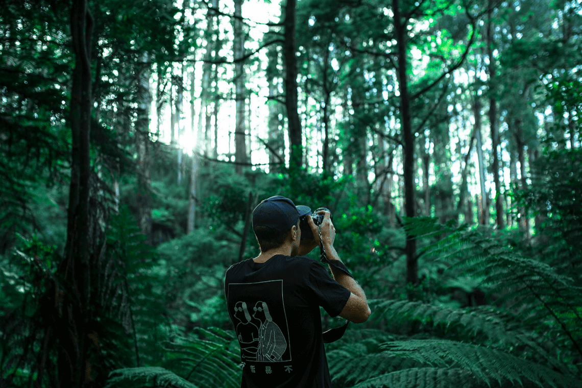 Color Combination Capturing the Forest - Canva's Design Wiki