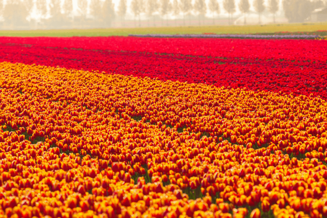 Color Combination Dutch Spring Field - Canva's Design Wiki