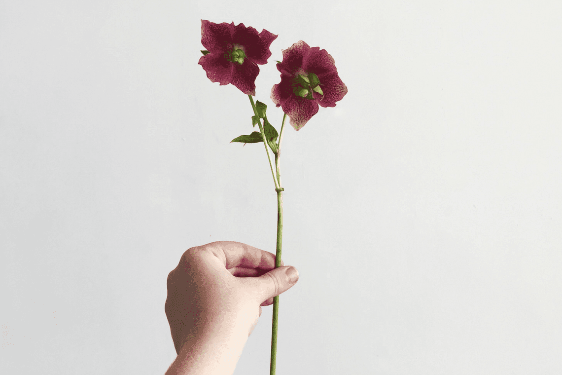 Color Combination Long-stemmed Blooms - Canva's Design Wiki