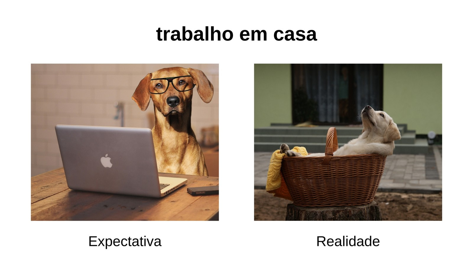 Criar Memes Online Gratuitamente - Rápido e Fácil | Canva