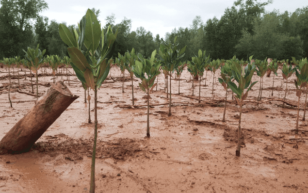 Canva Sustainability | One Print, One Tree