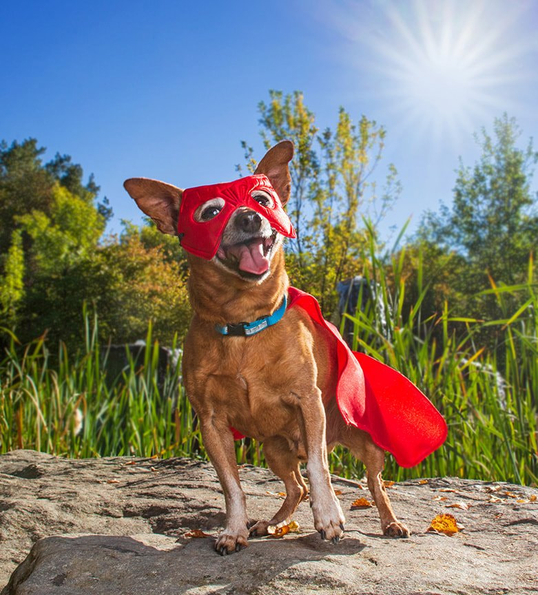 Contributor Conversations: How to start a successful pet photography ...
