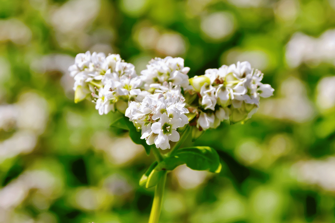 Color Combination Sweet Innocence - Canva's Design Wiki