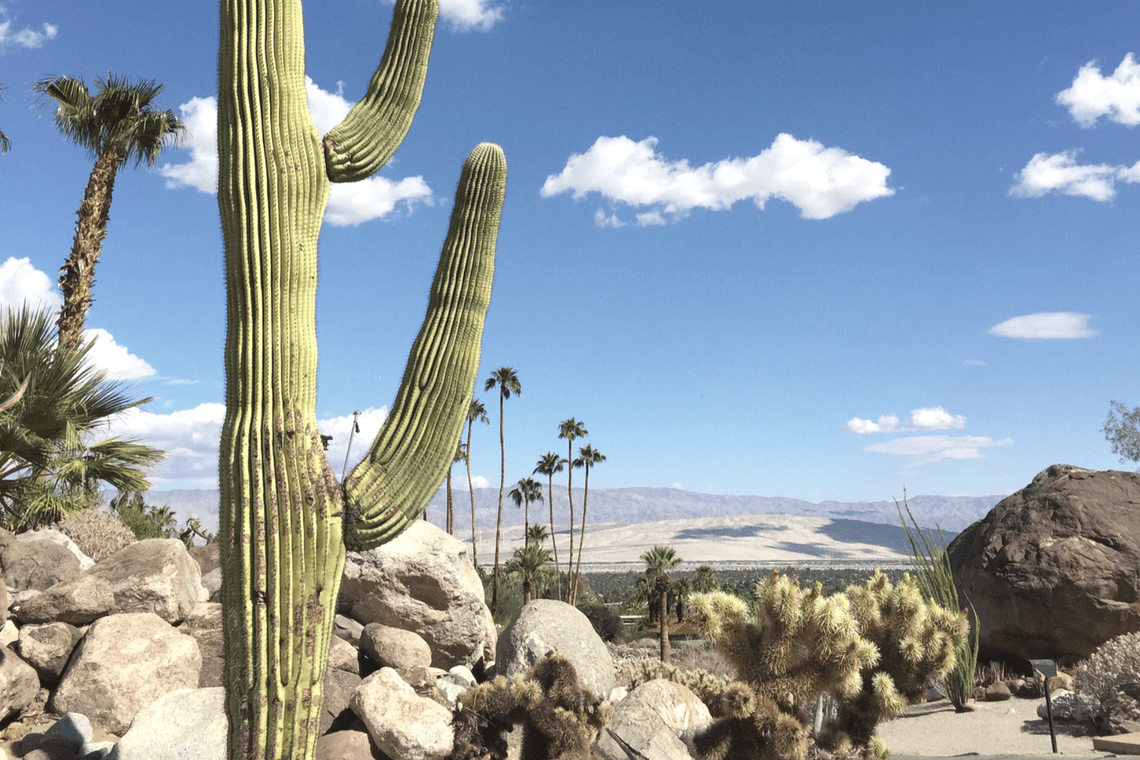 Color Combination Southwest Cacti - Canva's Design Wiki