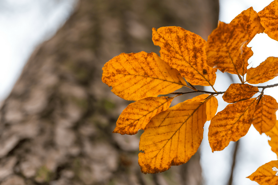 Color Combination Leaf Rust - Canva's Design Wiki
