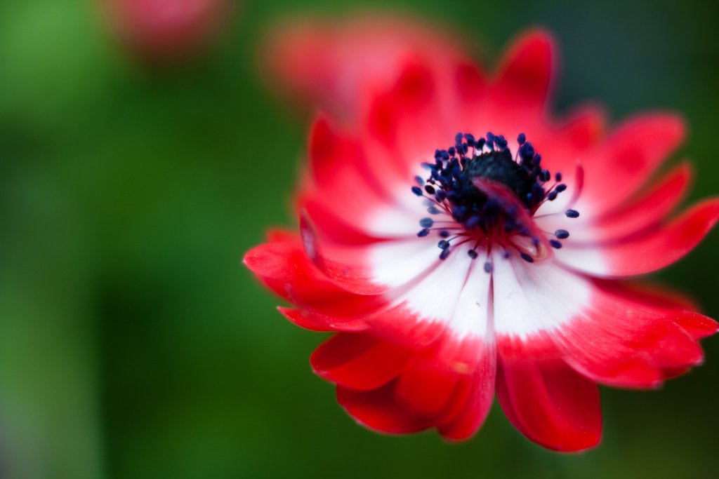 A Beginner's Guide to Understanding Depth of Field