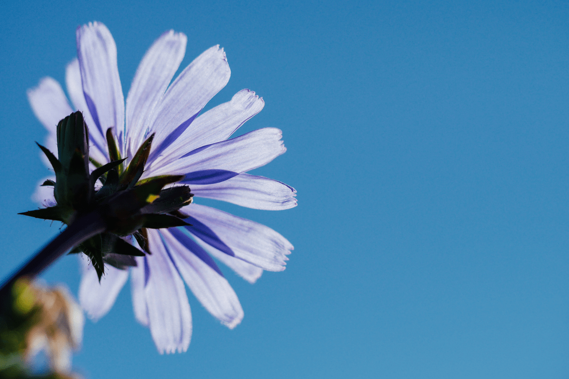 Color Combination Melancholy Valentine - Canva's Design Wiki