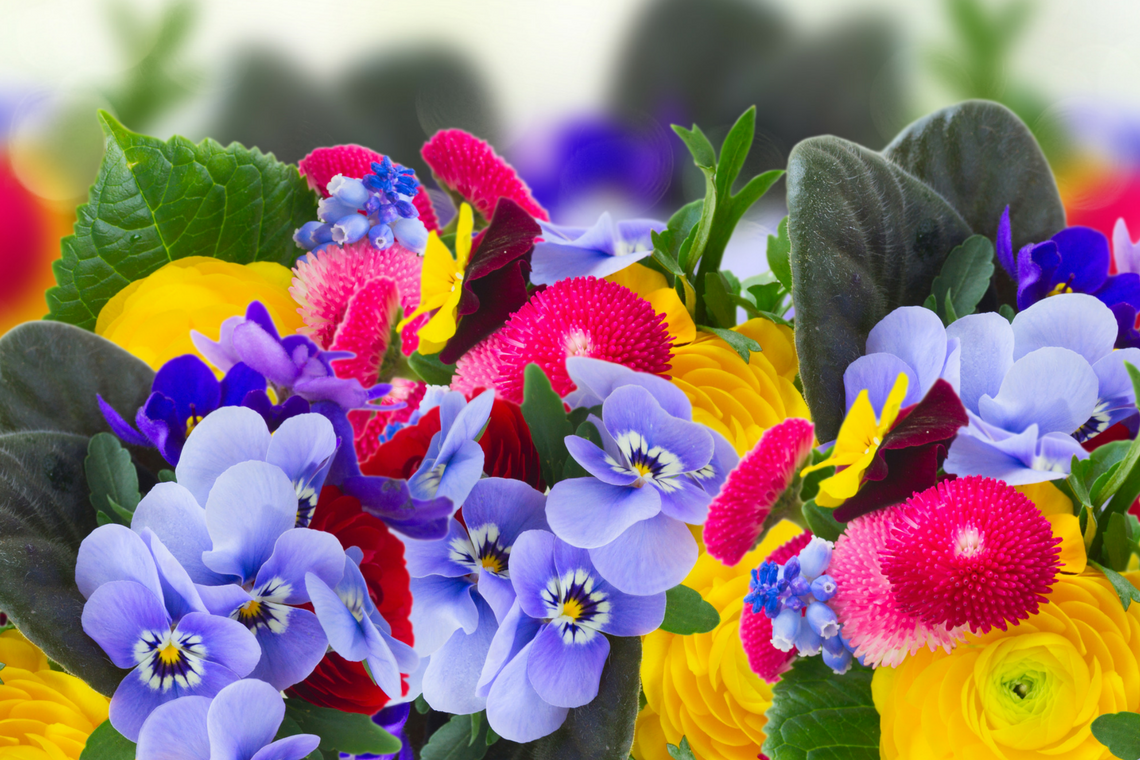 Color Combination Floral Cheer - Canva's Design Wiki