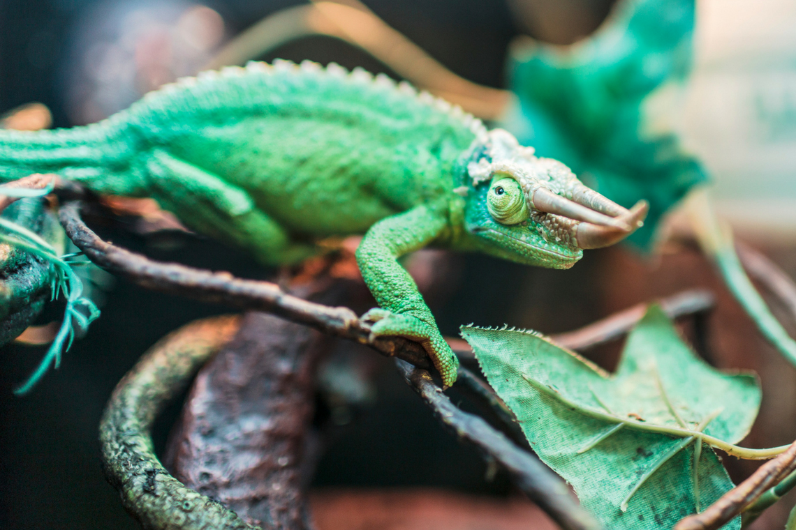 What Reptiles Change Colors