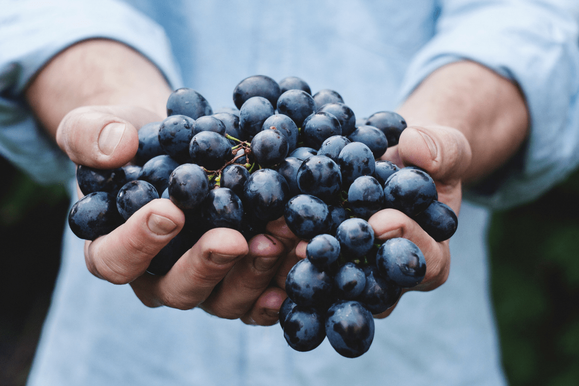 Color Combination Farm Berry - Canva's Design Wiki