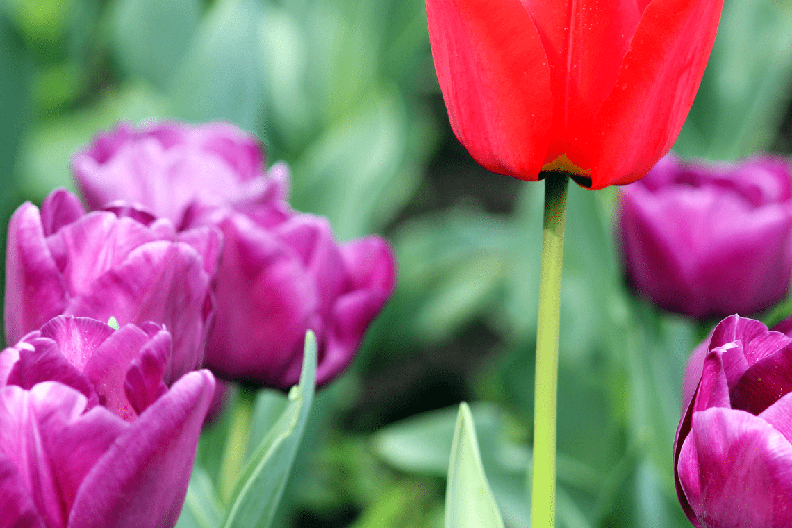 Color Combination Tulip Daytrips - Canva's Design Wiki