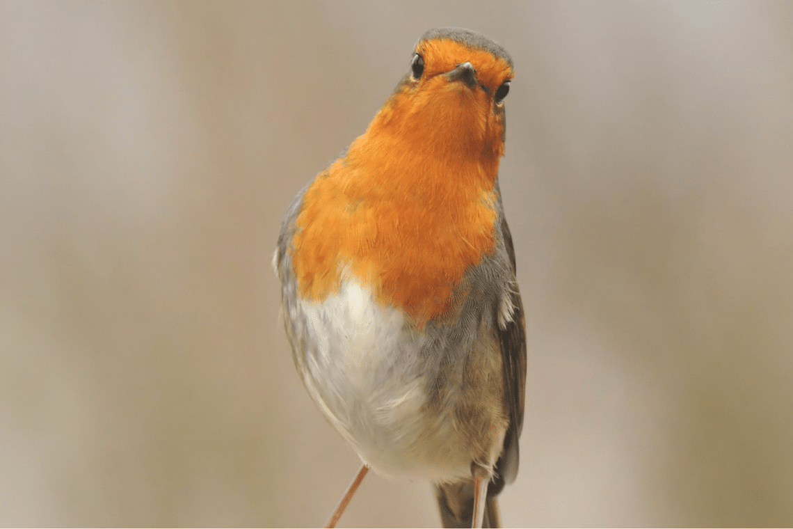 Color Combination Robin on Wood - Canva's Design Wiki