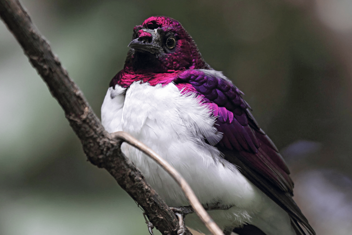 Color Combination Unruffled Feathers - Canva's Design Wiki