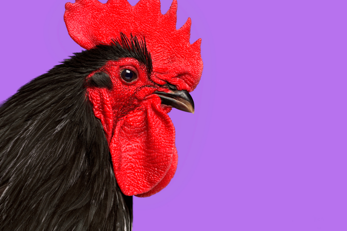 Color Combination Brave and Bold - Canva's Design Wiki