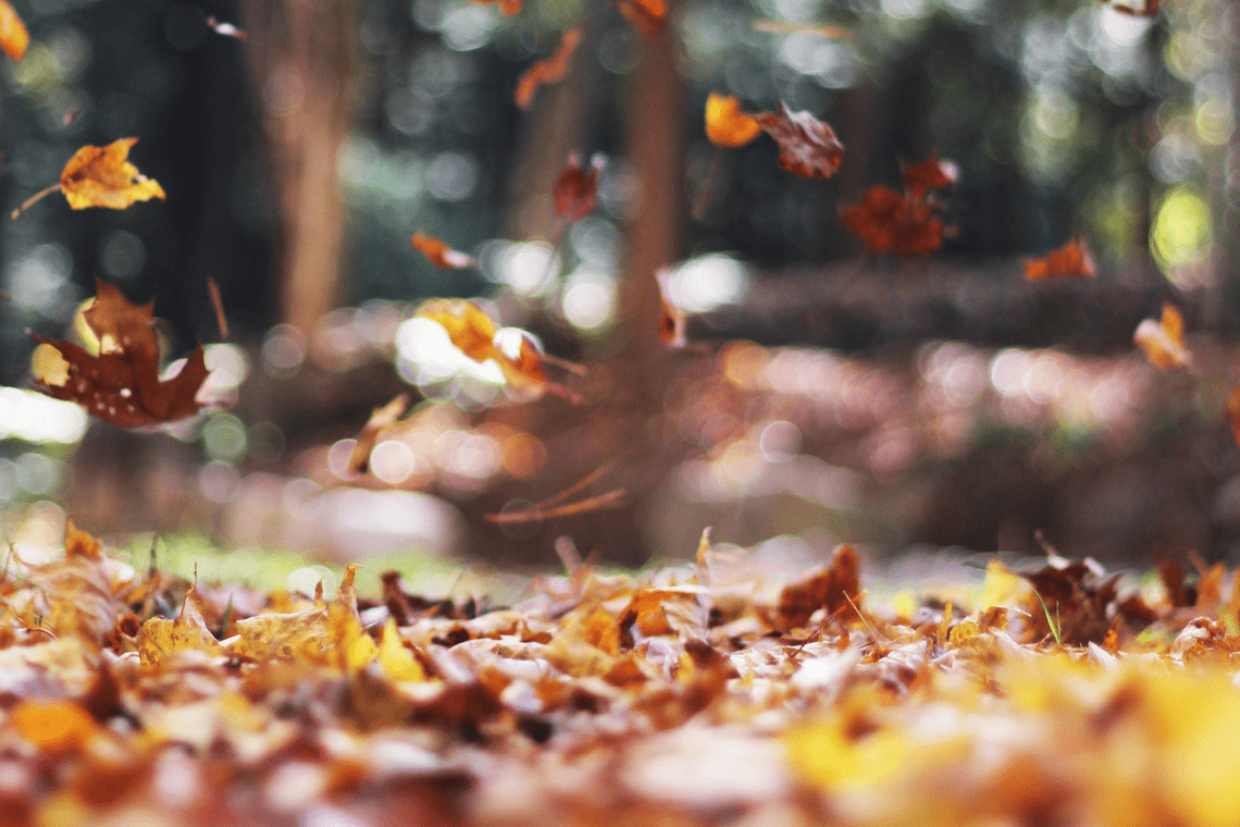 Color Combination Autumn Leaf Splash - Canva's Design Wiki