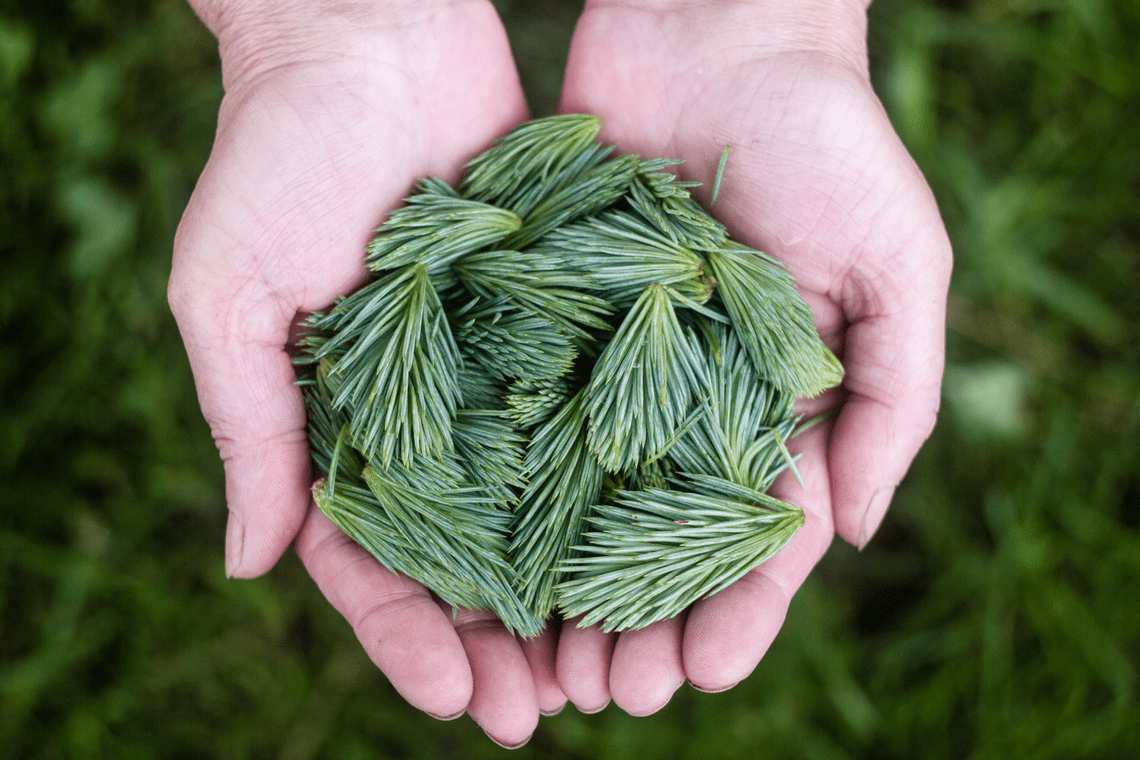 Color Combination Fresh Sprouts - Canva's Design Wiki