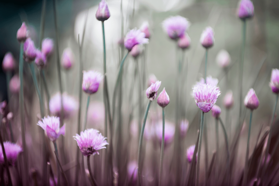 Color Combination Effortless in Bloom - Canva's Design Wiki