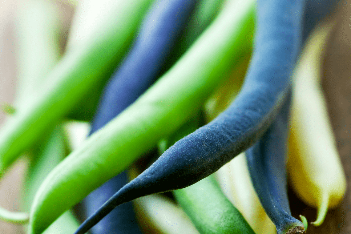 Color Combination Mixed Beans - Canva's Design Wiki