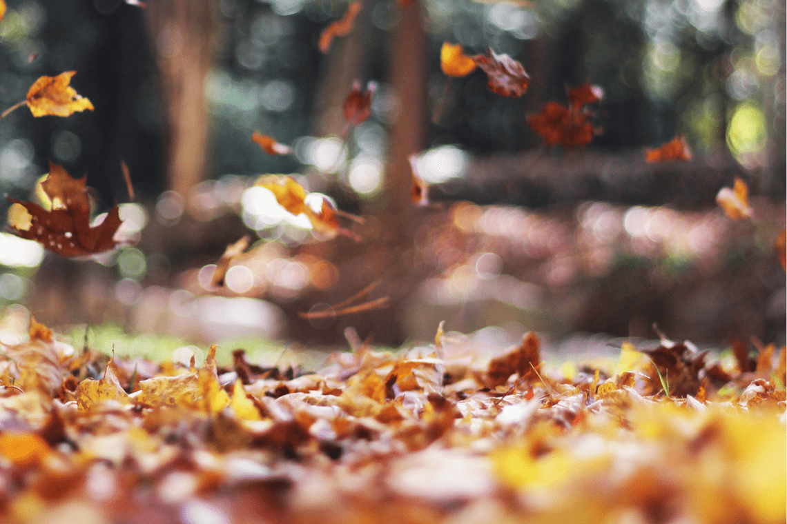 Color Combination Breath of Fall - Canva's Design Wiki