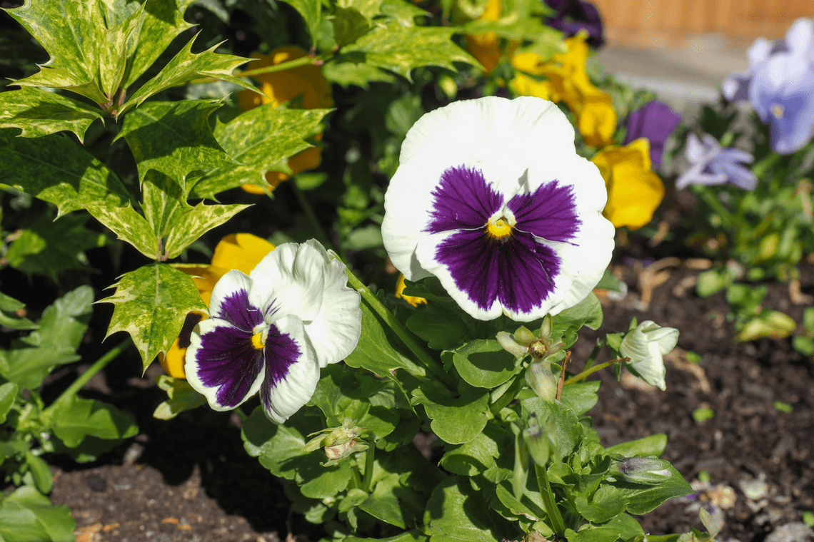 Color Combination Time to Shine - Canva's Design Wiki