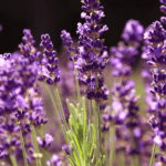 Color Combination Sunny Kitchen Table - Canva's Design Wiki