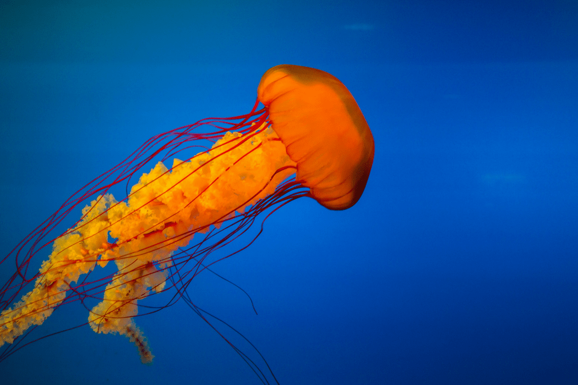 Color Combination Summer Sting - Canva's Design Wiki