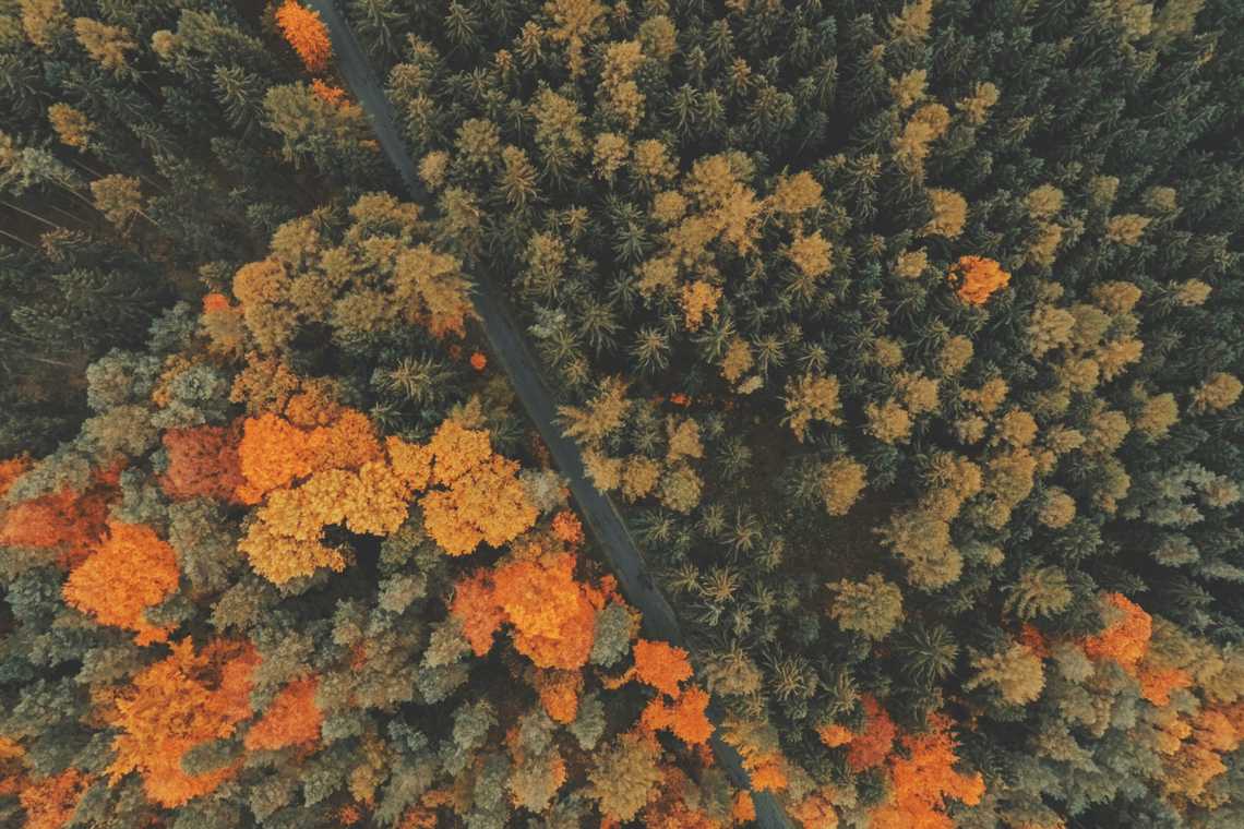 Color Combination Autumn Views - Canva's Design Wiki