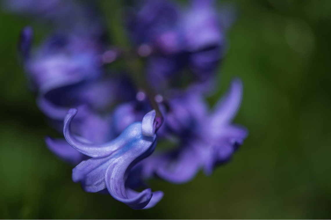 Color Combination Fly Away Bell - Canva's Design Wiki