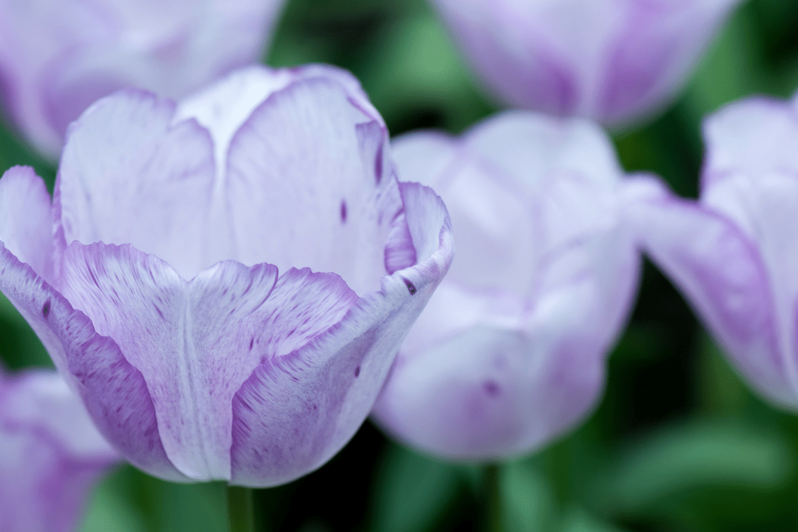 Color Combination Purple Tinged Florals - Canva's Design Wiki