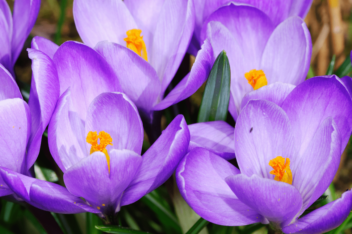 Color Combination Purple Floral Sunset - Canva's Design Wiki