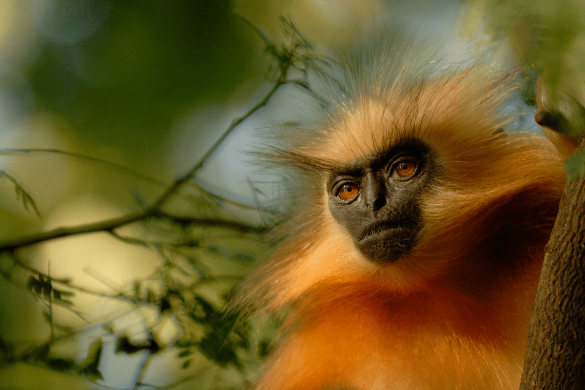 Color Combination Meek Monkey - Canva's Design Wiki