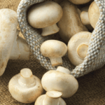 Color Combination Porcini Stock - Canva's Design Wiki