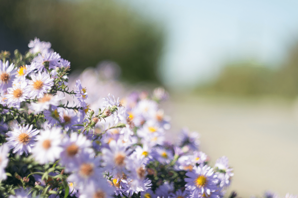 Color Combination Spring Garden - Canva's Design Wiki