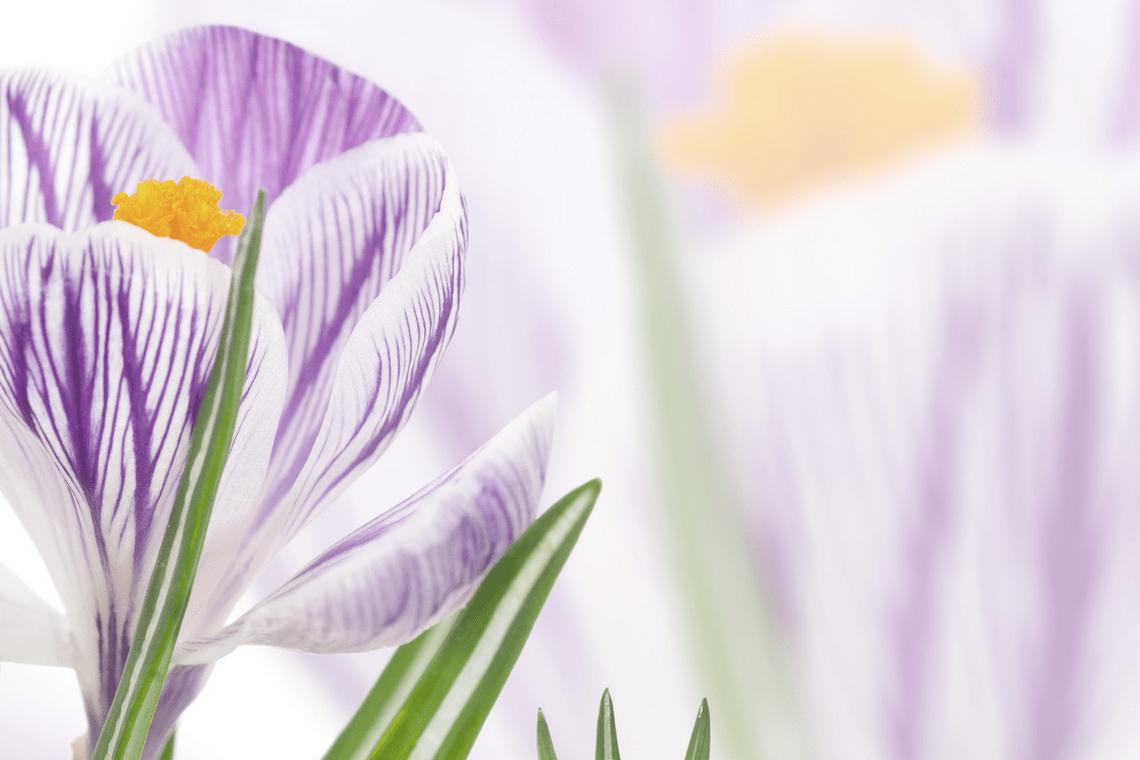 Color Combination Standing Tall - Canva's Design Wiki