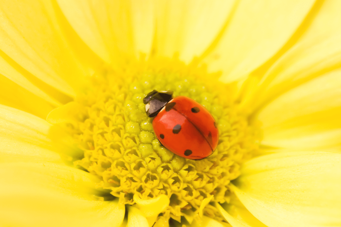 Color Combination Pollen for Purpose - Canva's Design Wiki