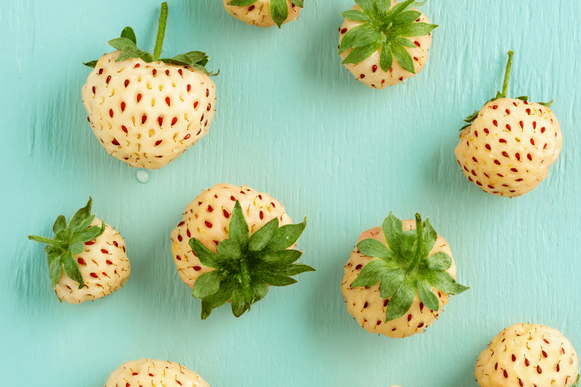 Color Combination Spotted Berries - Canva's Design Wiki