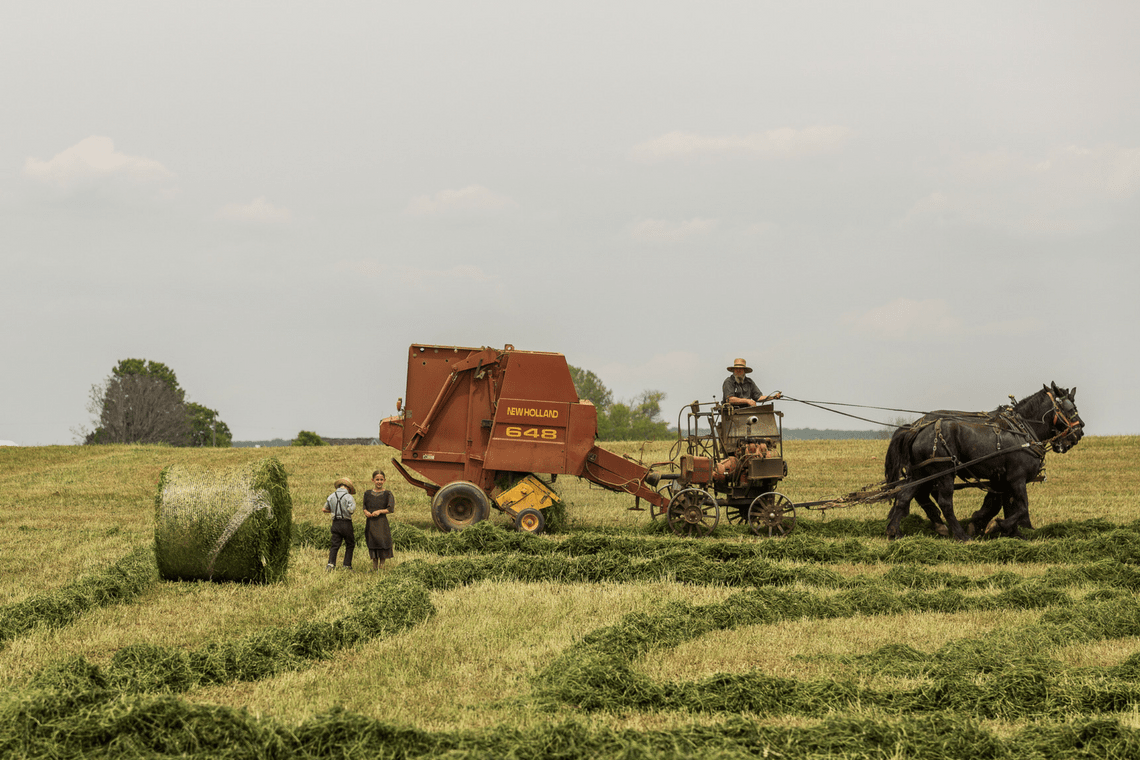 Color Combination The Farm Life - Canva's Design Wiki