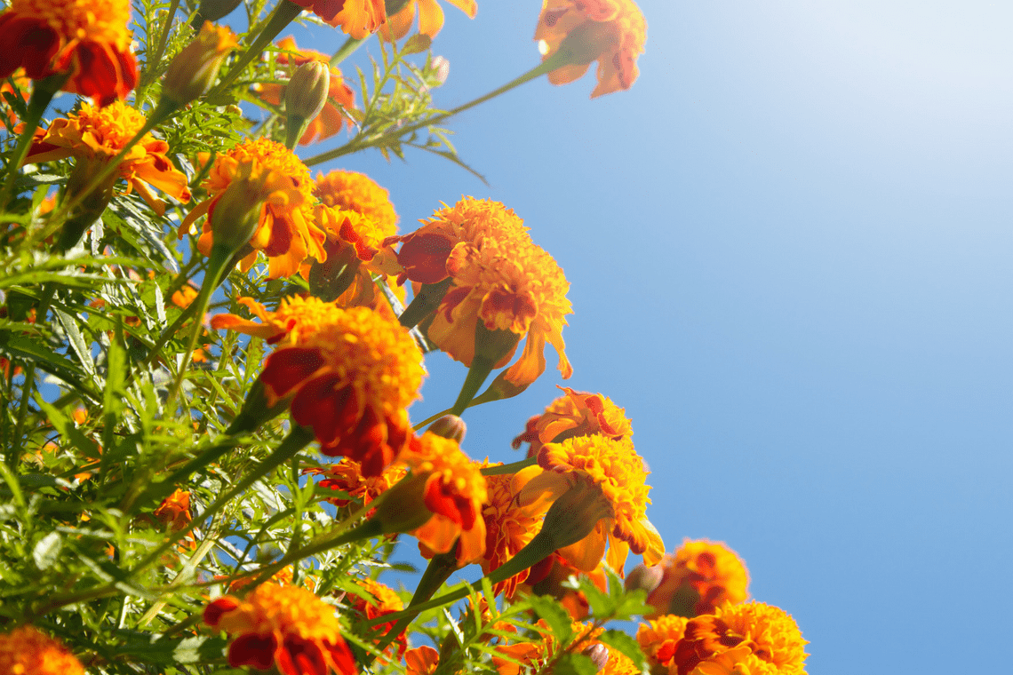 Color Combination Marigold Mystic - Canva's Design Wiki