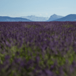 Color Combination From the Field - Canva's Design Wiki