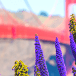 Color Combination Blooms and Bridges - Canva's Design Wiki