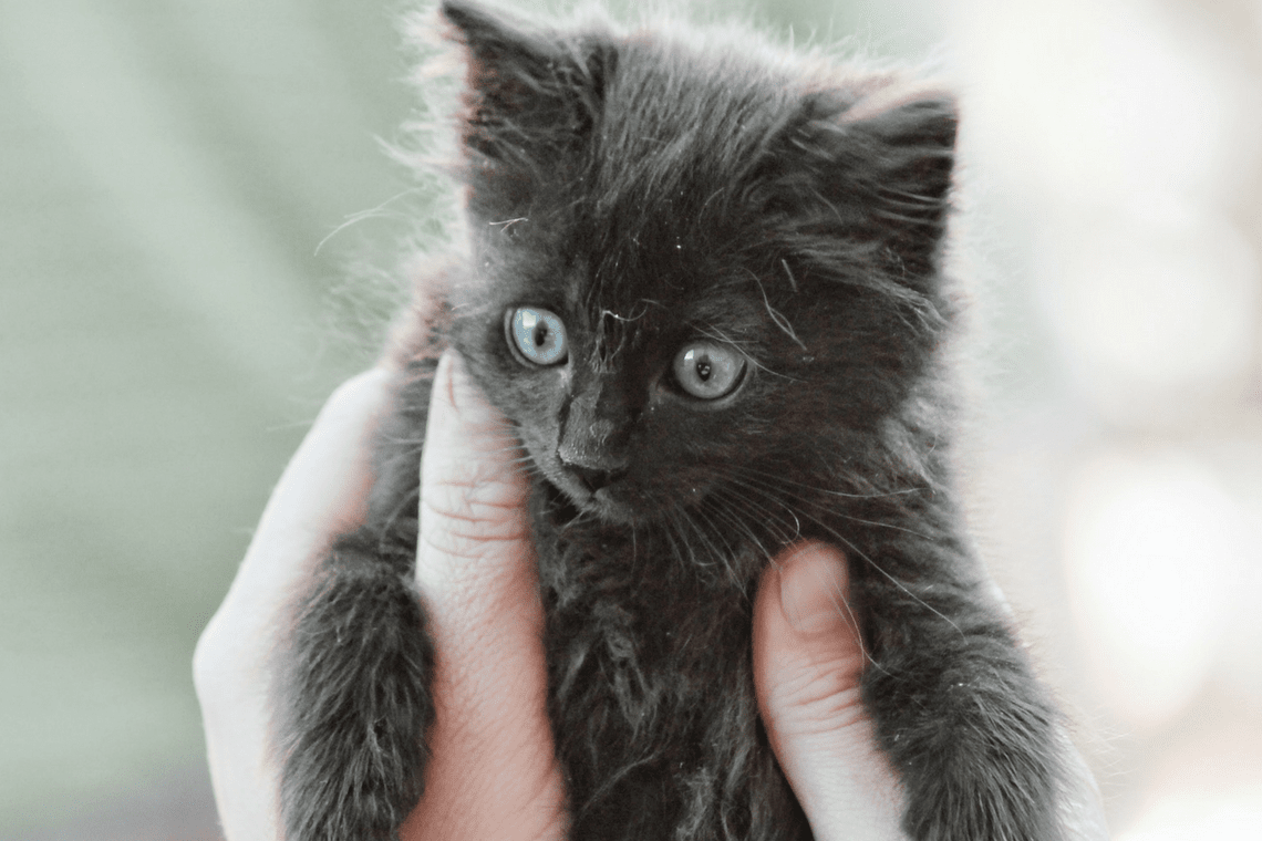 Color Combination Dust Kitty - Canva's Design Wiki