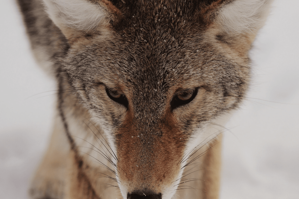 Color Combination Wolf's Fur - Canva's Design Wiki