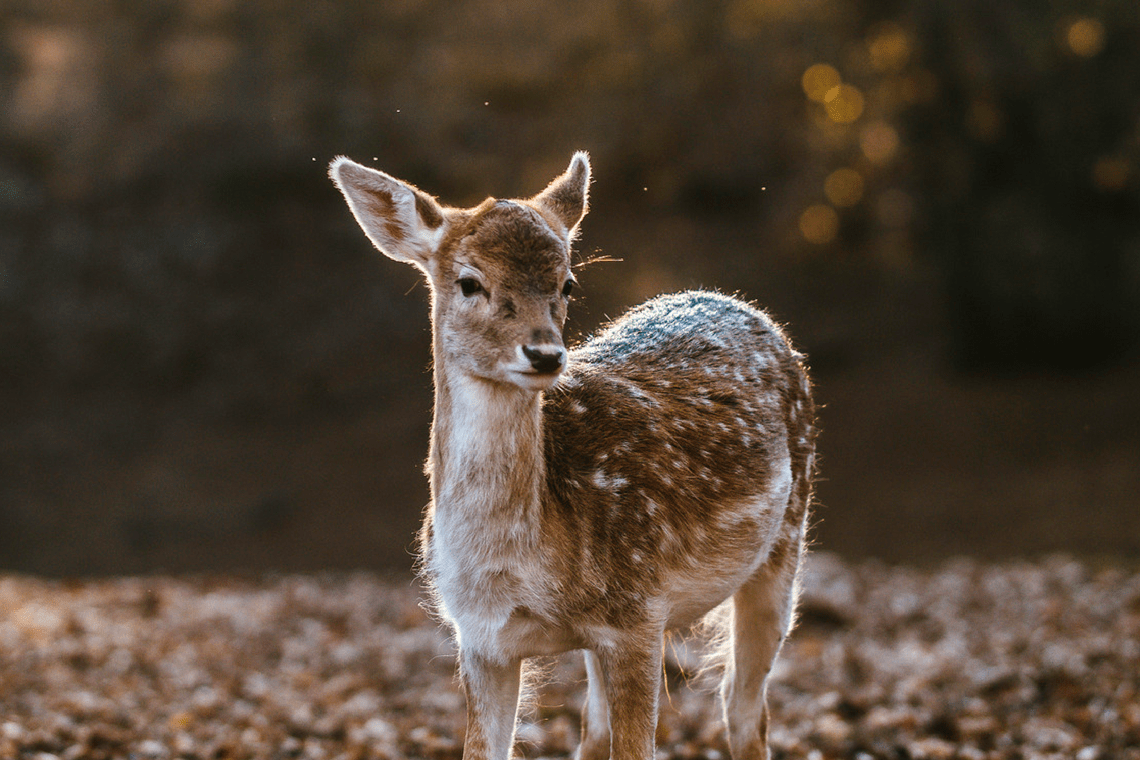 Color Combination Autumn Doe - Canva's Design Wiki