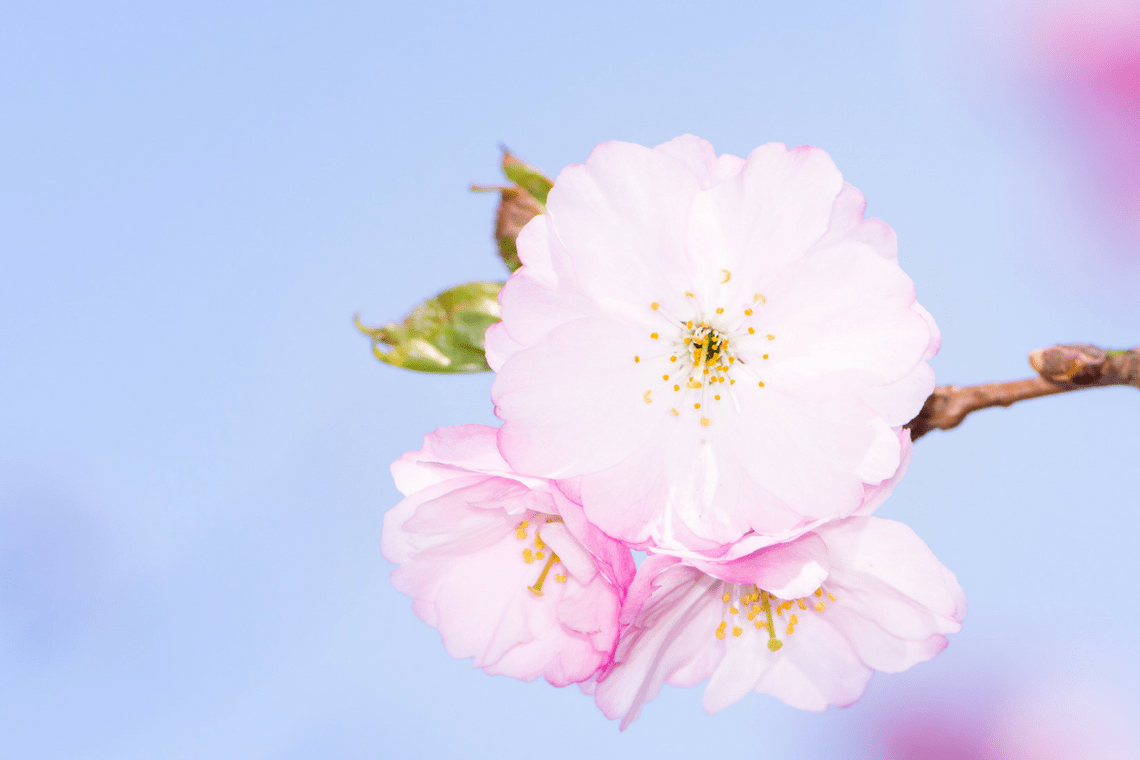 Color Combination Full Bloom - Canva's Design Wiki