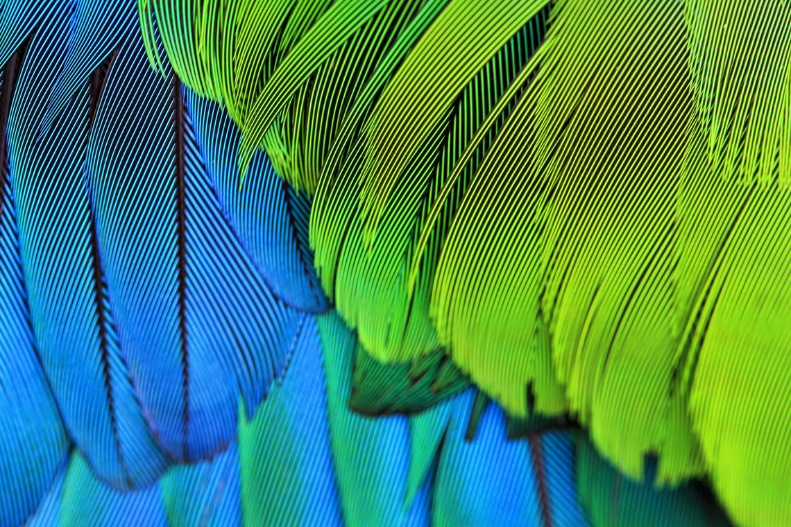 Color Combination Jungle Vibe - Canva's Design Wiki